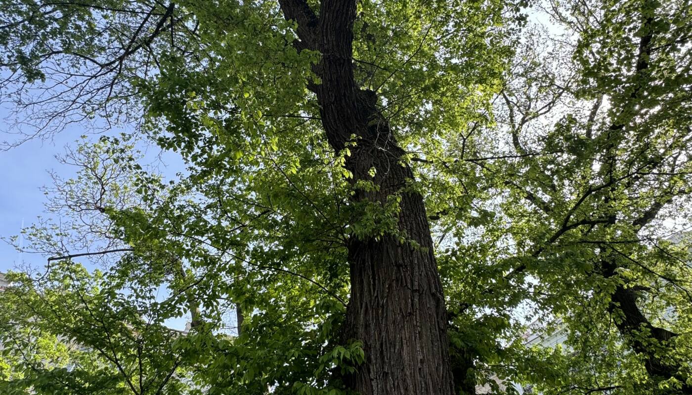 Die Ulme: Festverwurzelt in der Zukunft - Besser Stadtleben